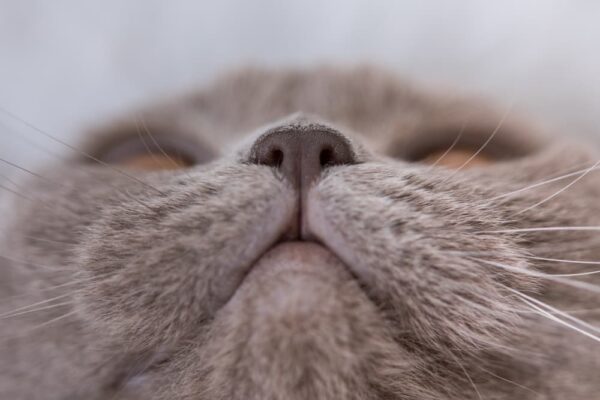 Cat Dry Nose: Causes and How to Help | Great Pet Care