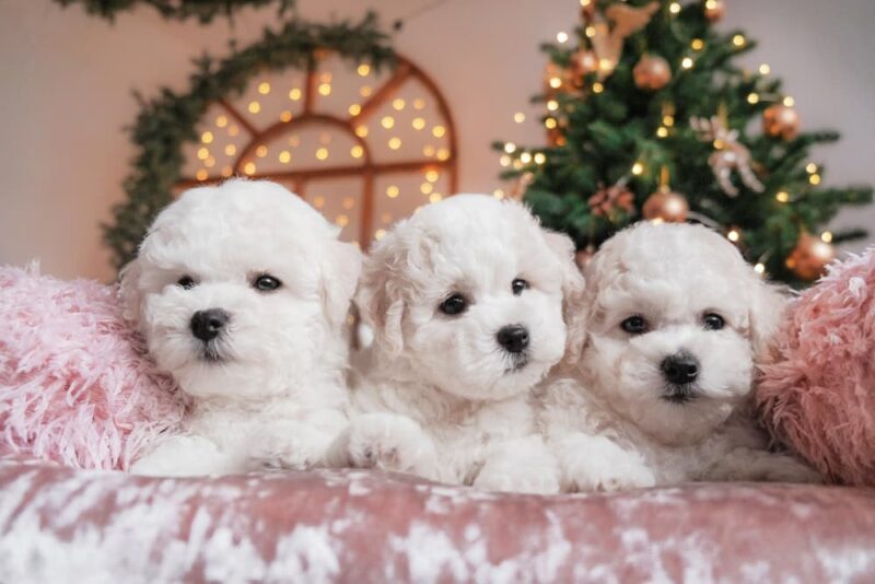 142 Christmas Dog Names to Love All Year Long | Great Pet Care