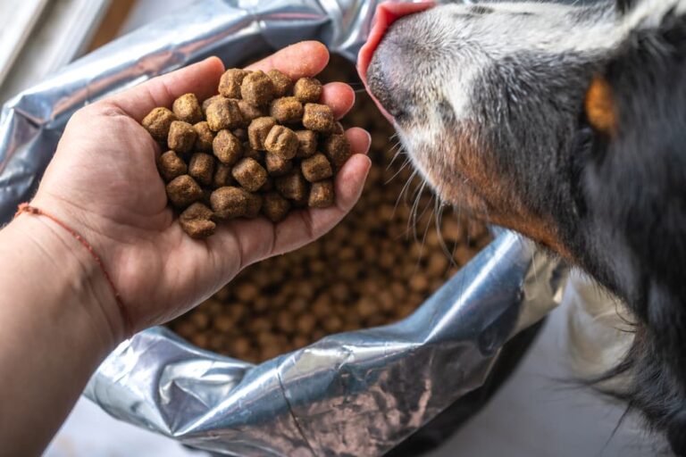 10 Great Sources of Fiber for Dogs | Great Pet Care