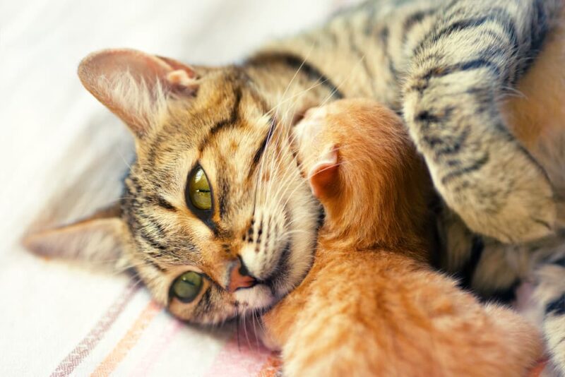 All About Feline Leukemia Virus (FeLV) | Great Pet Care