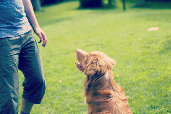 14 Things Dog Trainers Want You to Know | Great Pet Care