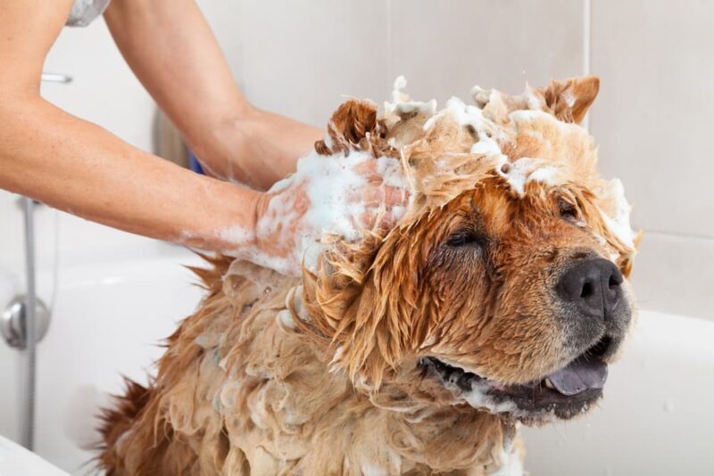 Dog Shedding: Why It Happens | Great Pet Care