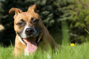 10 Great Sources of Fiber for Dogs | Great Pet Care