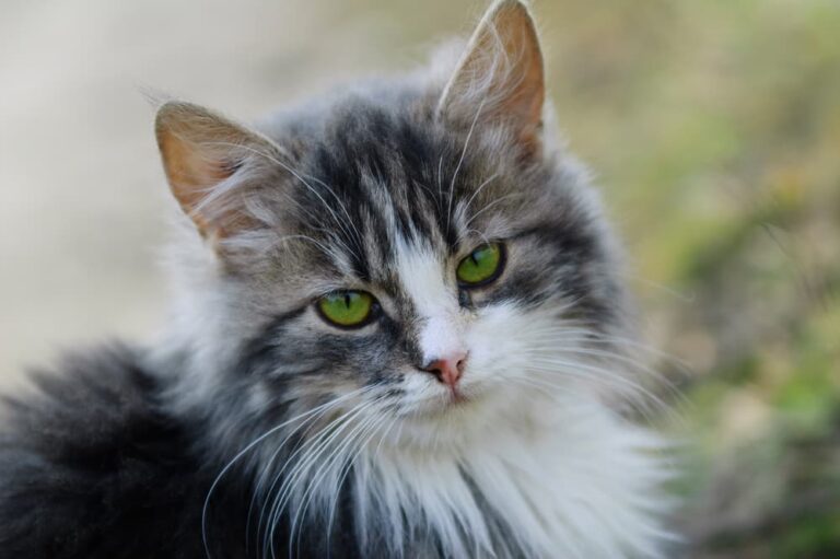All About Feline Leukemia Virus (FeLV) | Great Pet Care