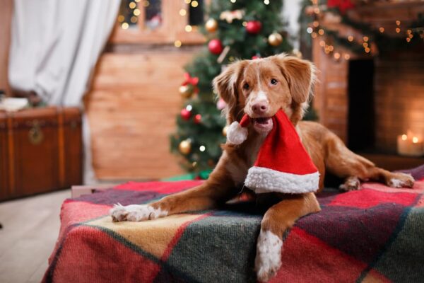 142 Christmas Dog Names to Love All Year Long | Great Pet Care