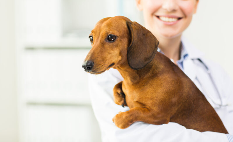 Methocarbamol for Dogs | Great Pet Care