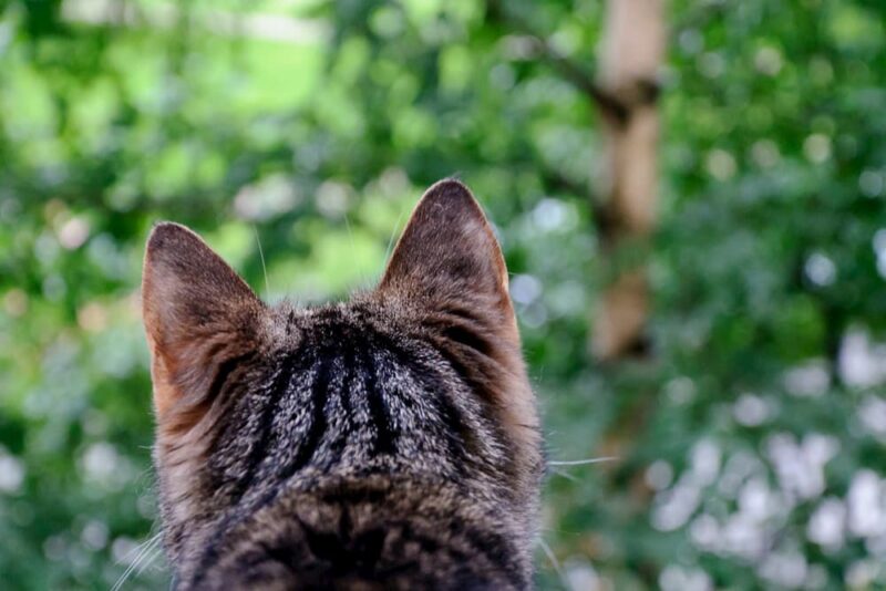 Your Cat’s Brain: 12 Crazy Facts You Didn’t Know | Great Pet Care