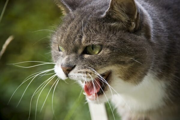 Cat Hissing: Everything You Need to Know | Great Pet Care