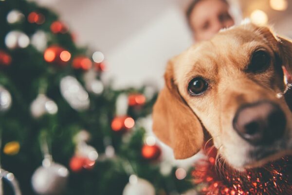 142 Christmas Dog Names to Love All Year Long | Great Pet Care