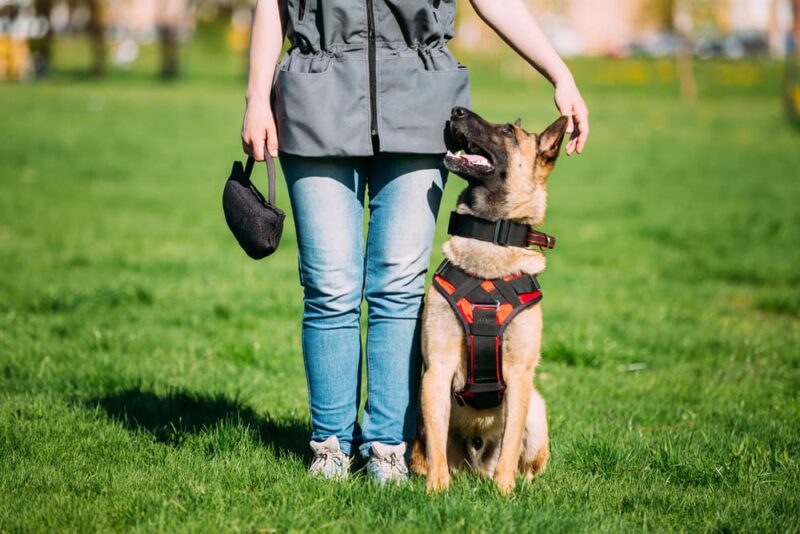 14 Things Dog Trainers Want You to Know | Great Pet Care