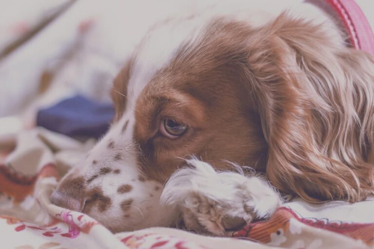 Intervertebral Disc Disease (IVDD) in Dogs | Great Pet Care