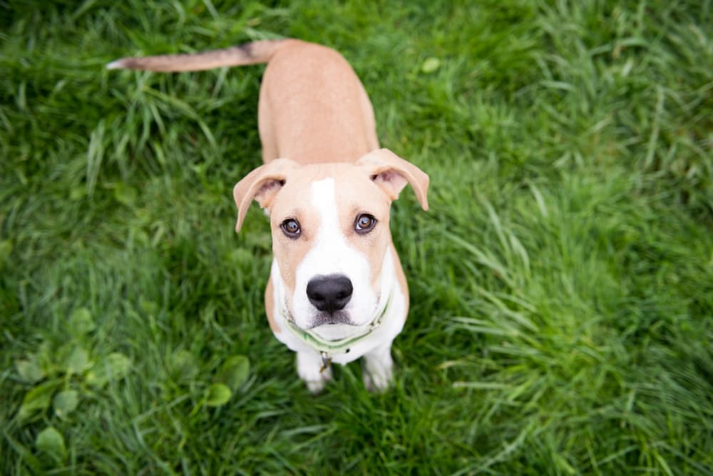 How To Get Rid Of A Cyst On A Dog How To Get Rid Of A Cyst On A Dog