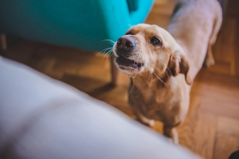 12 Noises That Freak Dogs Out | Great Pet Care