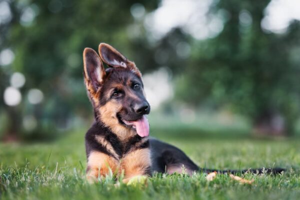 Licorice Root for Dogs: Benefits and Uses | Great Pet Care