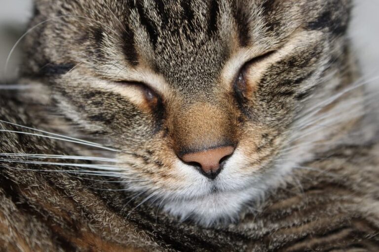 Cat Dry Nose: Causes and How to Help | Great Pet Care