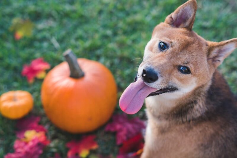10 Great Sources of Fiber for Dogs | Great Pet Care