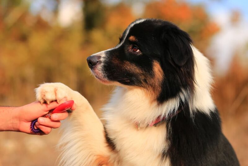 14 Things Dog Trainers Want You to Know | Great Pet Care