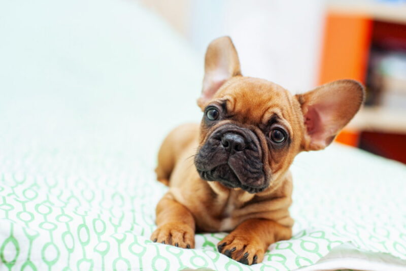 French Bulldog Personality Traits & Facts | Great Pet Care