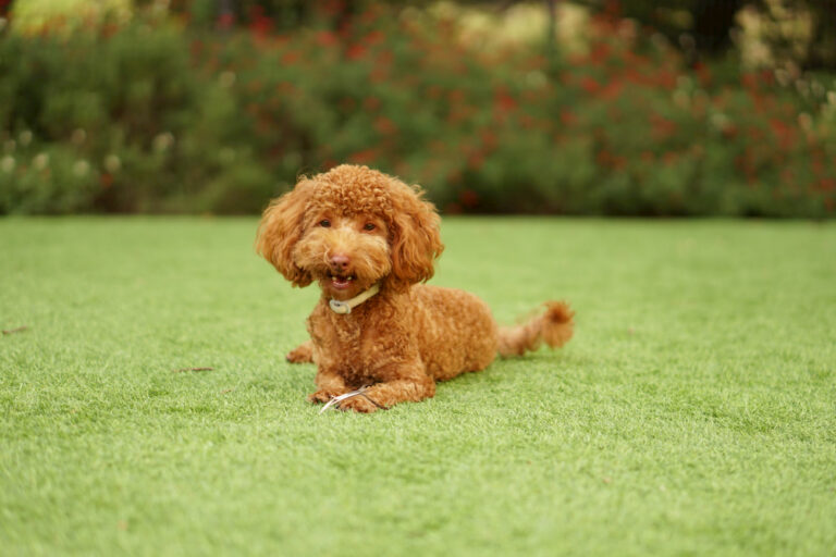 Poodle Dog Personality Traits & Facts | Great Pet Care