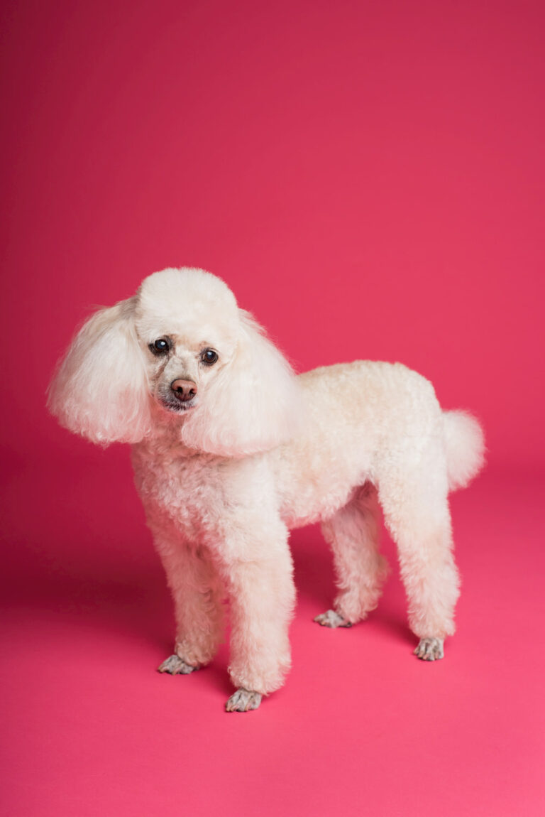 Poodle Dog Personality Traits & Facts | Great Pet Care