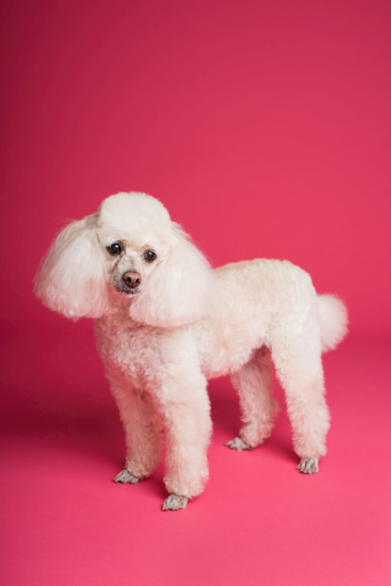 Poodle Dog Personality Traits & Facts | Great Pet Care