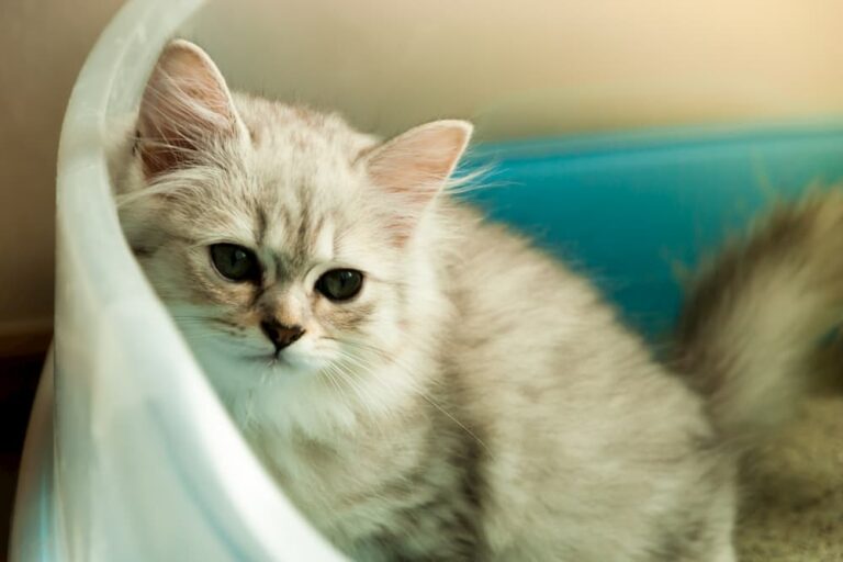 How to Introduce Cats: Essential Techniques to Try | Great Pet Care