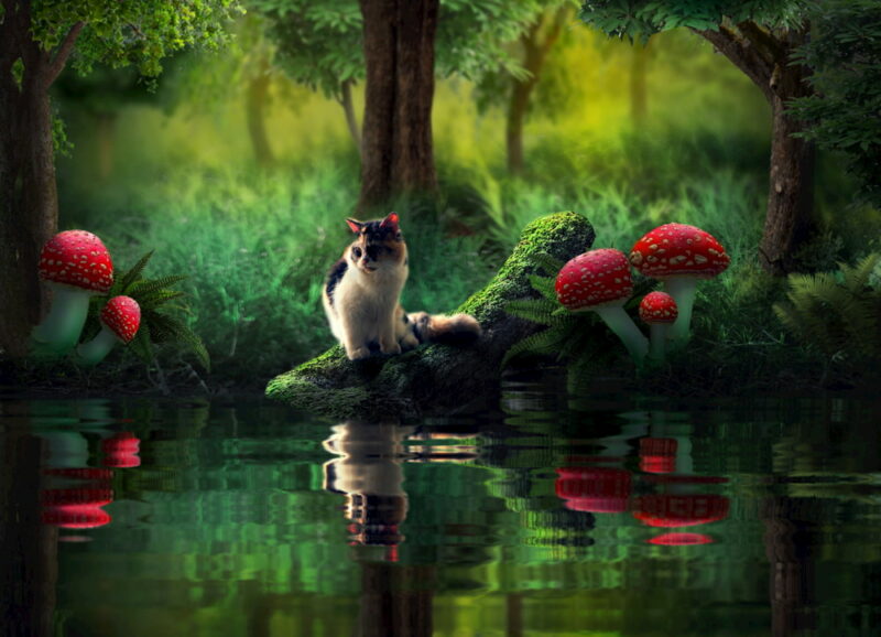 153 Disney Cat Names for Your Fairytale Feline | Great Pet Care