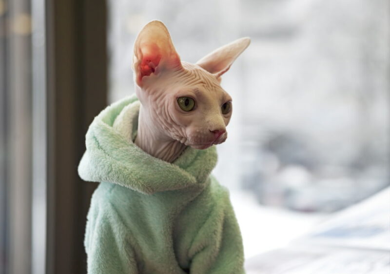 Sphynx Cat Personality Traits & Facts | Great Pet Care