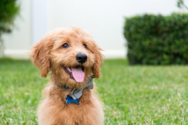 Golden Retriever Personality Traits & Facts | Great Pet Care