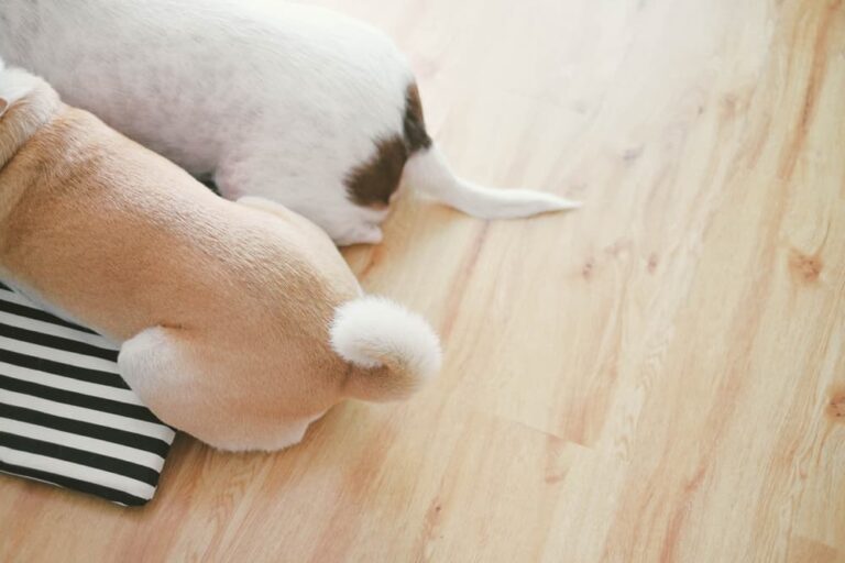 Dog Tail Facts: Everything You Need to Know | Great Pet Care