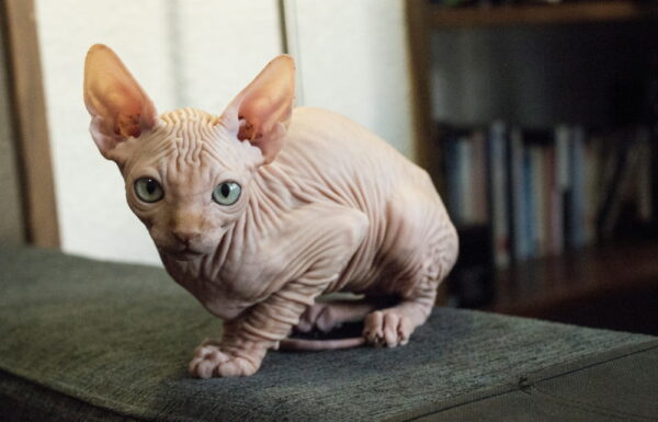Sphynx Cat Personality Traits & Facts | Great Pet Care