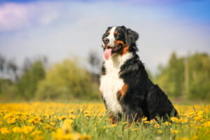 10 of the Biggest Fluffy Dog Breeds | Great Pet Care