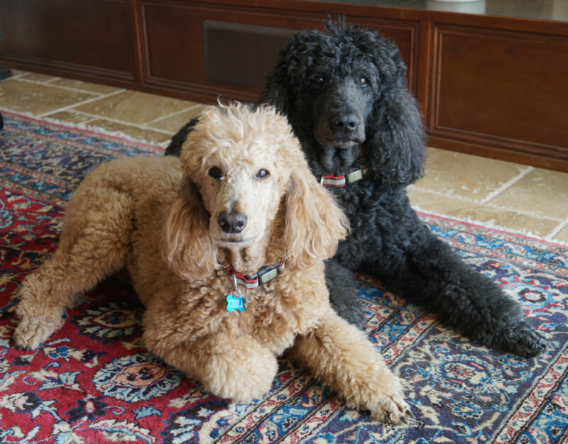 Poodle Dog Personality Traits & Facts | Great Pet Care