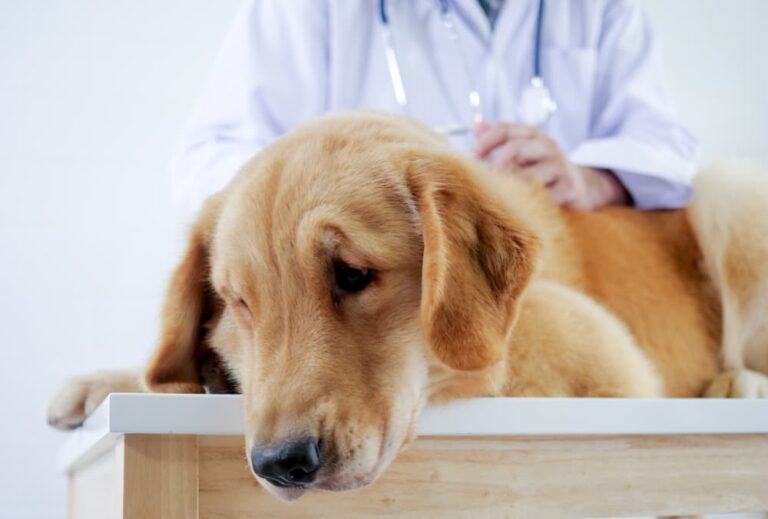 Dog Constipation: Causes and How to Help | Great Pet Care
