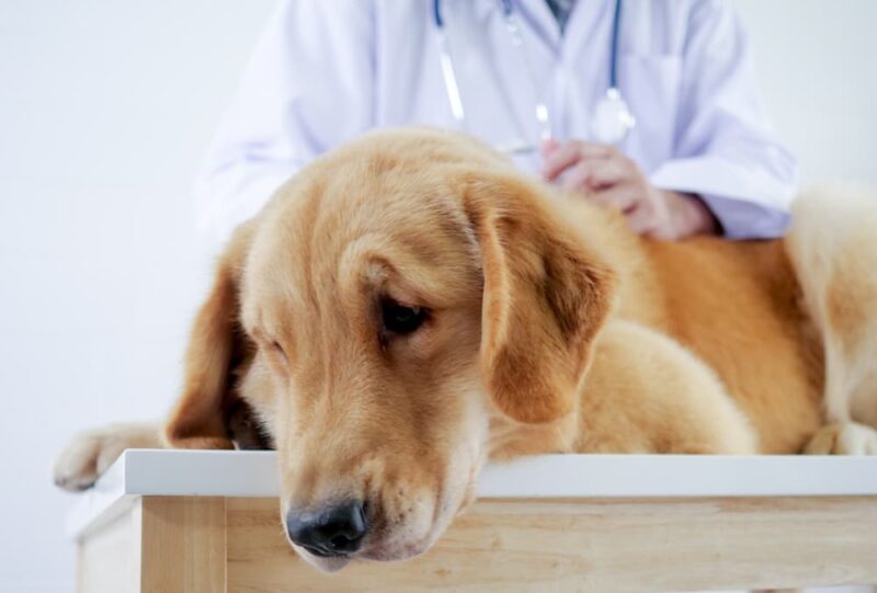 Dog Constipation: Causes and How to Help | Great Pet Care
