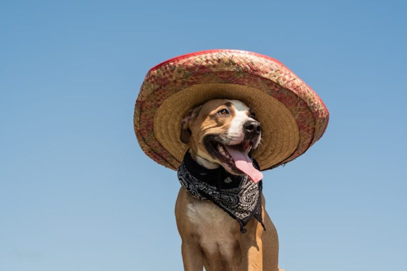 120+ Spanish Dog Names That Are Straight Fuego | Great Pet Care