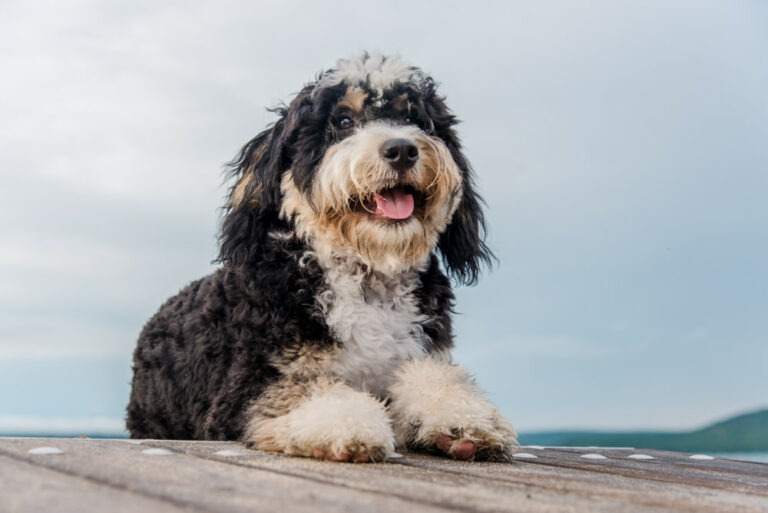 Bernedoodle Dog Personality Traits & Facts | Great Pet Care