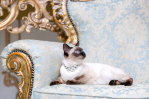 153 Disney Cat Names for Your Fairytale Feline | Great Pet Care