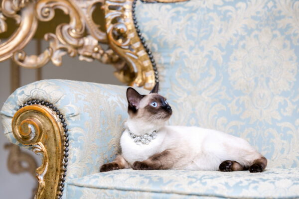 153 Disney Cat Names for Your Fairytale Feline | Great Pet Care