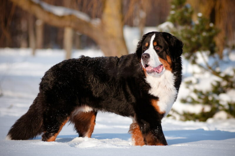 Bernese Mountain Dog Traits & Facts | Great Pet Care