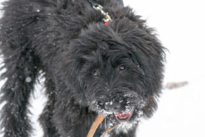 Bernedoodle Dog Personality Traits & Facts | Great Pet Care