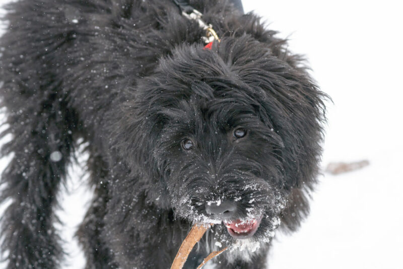 Bernedoodle Dog Personality Traits & Facts | Great Pet Care