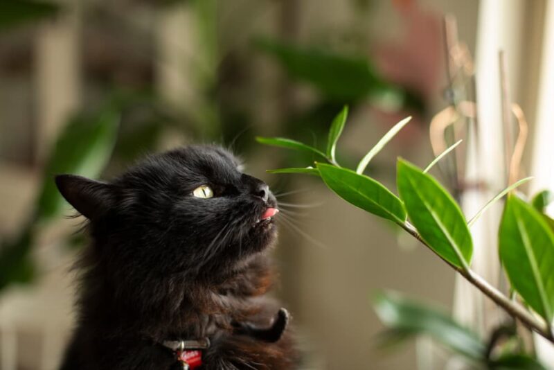 Why Do Cats Drool? Common Causes, Explained. | Great Pet Care