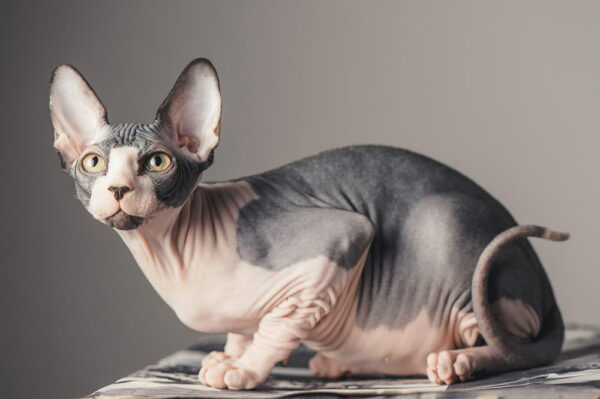 Sphynx Cat Personality Traits & Facts | Great Pet Care