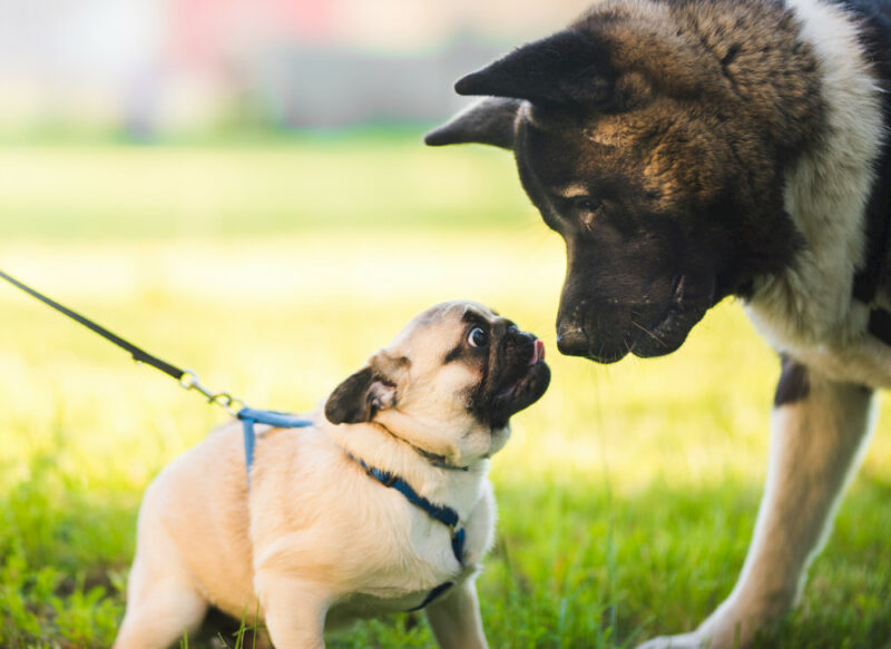 How to Introduce Dogs: Tips to Follow | Great Pet Care