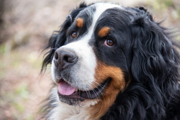 Bernese Mountain Dog Traits & Facts | Great Pet Care