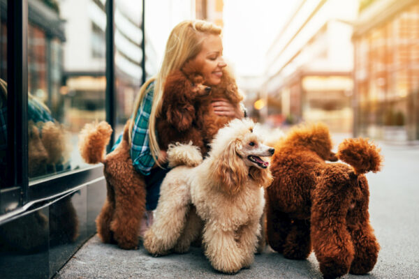 Poodle Dog Personality Traits & Facts | Great Pet Care