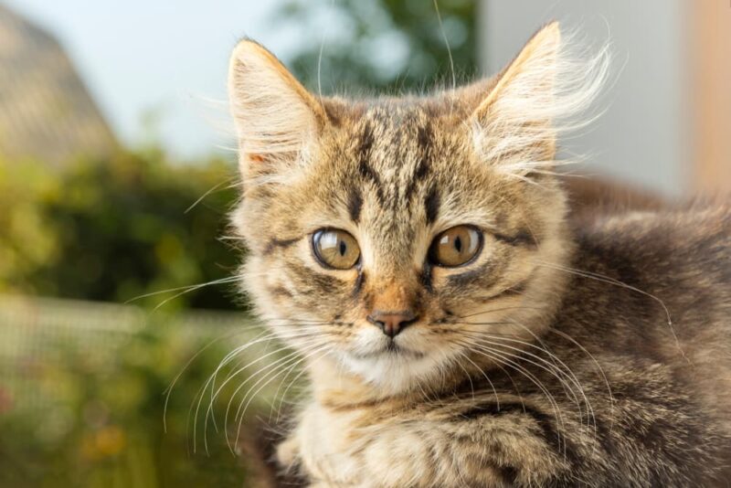 Coughing Cat: Common Causes and How to Help | Great Pet Care