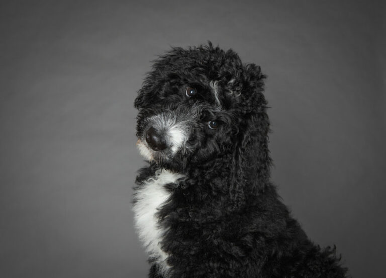 Bernedoodle Dog Personality Traits & Facts | Great Pet Care