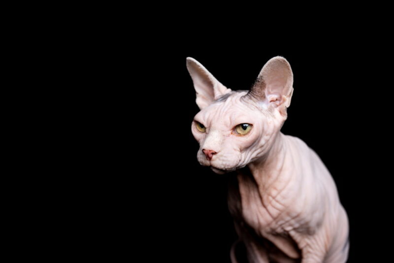 Sphynx Cat Personality Traits & Facts | Great Pet Care